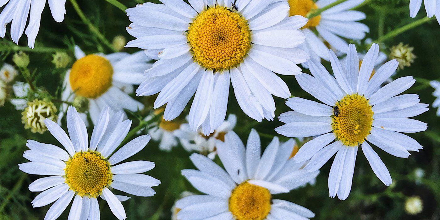 6 Stunning Fall Flowers That Add Cheer to Your Garden