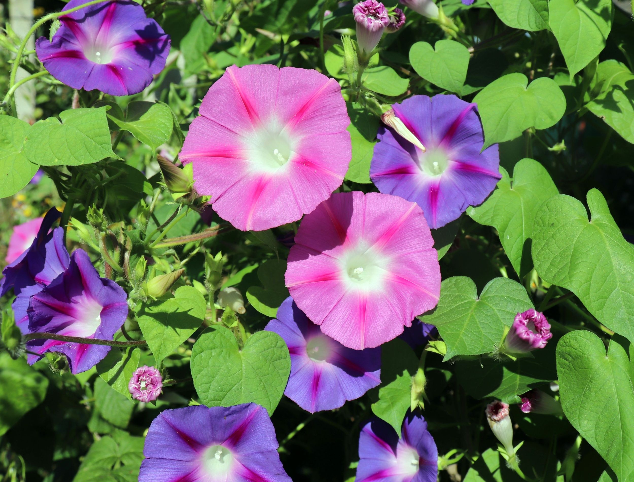 8 Rainscaping Ideas for Your Yard and Garden