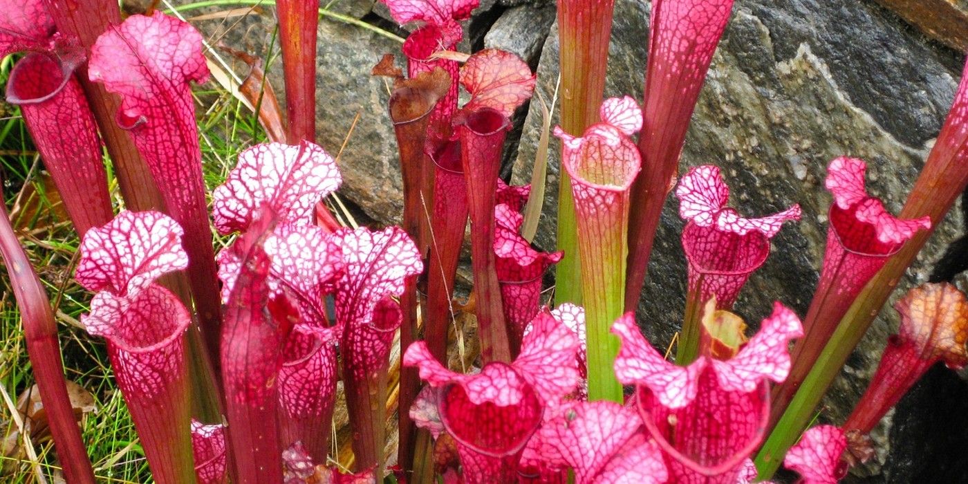 5 Unusual Flowers To Make Your Landscaping Stand Out