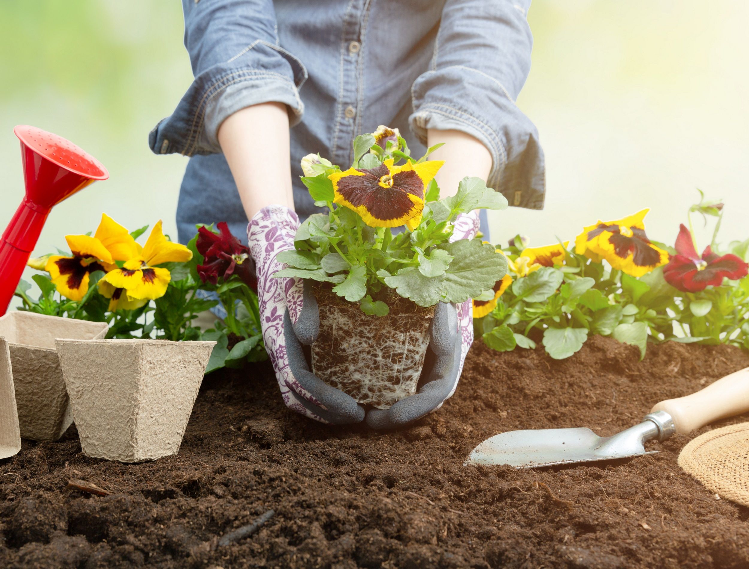 How to Grow and Plant Onions from Onions