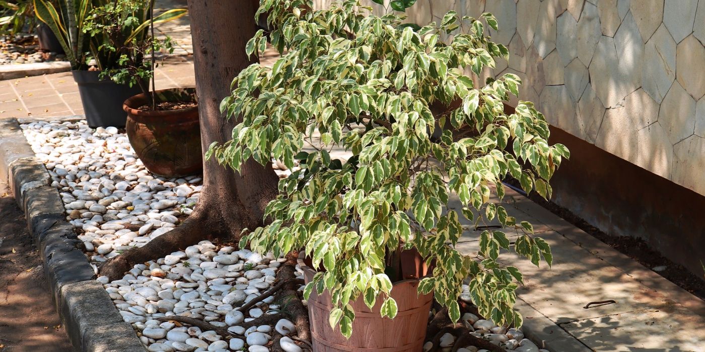 Drooping Trees That Aren't Willows