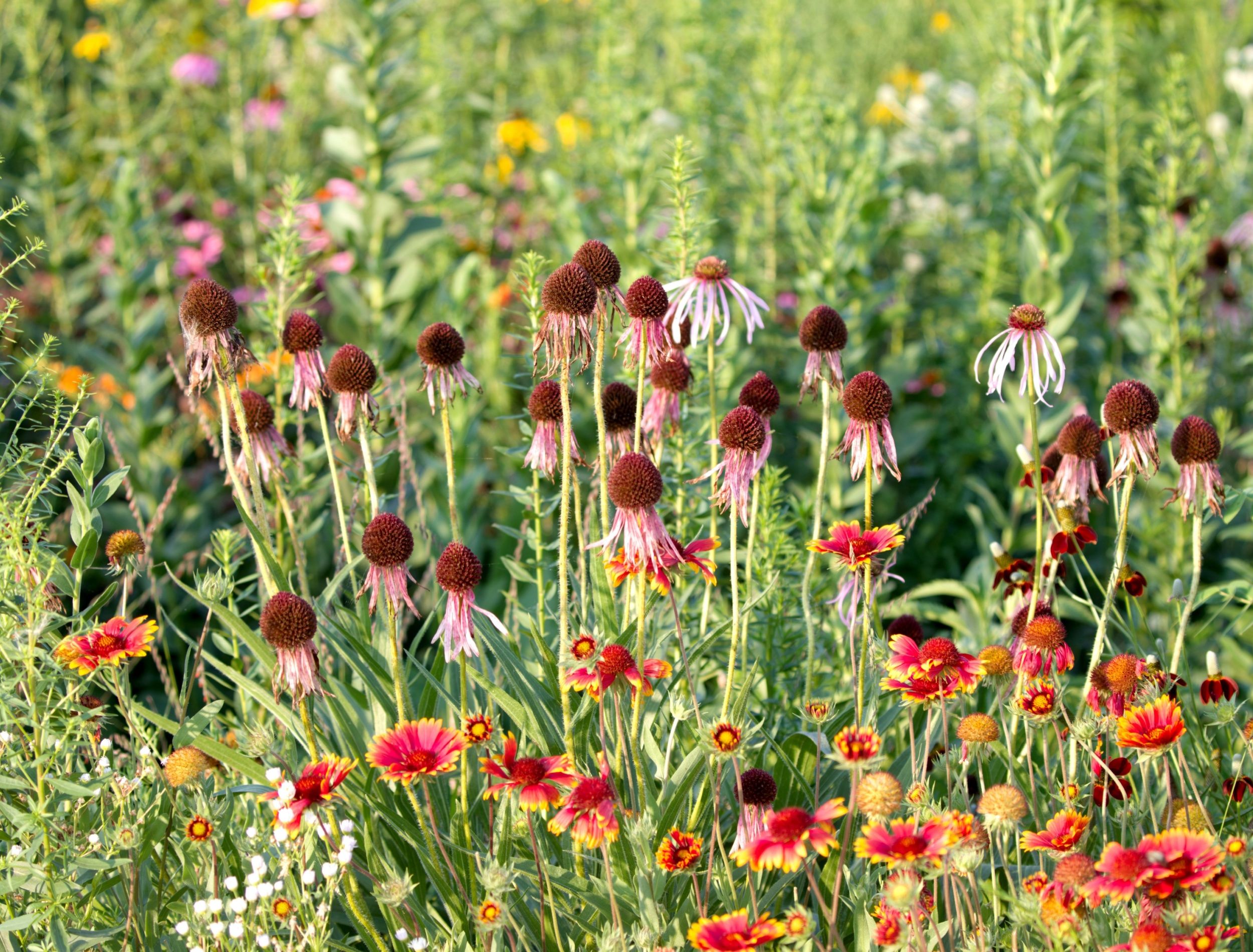 Backyard | BackyardBoss