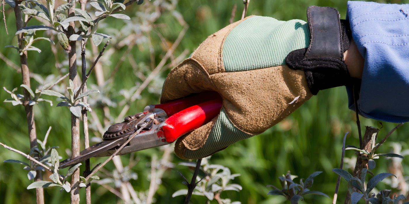 Prune 5 Key Fall Garden Plants in September for a Spectacular Spring Show