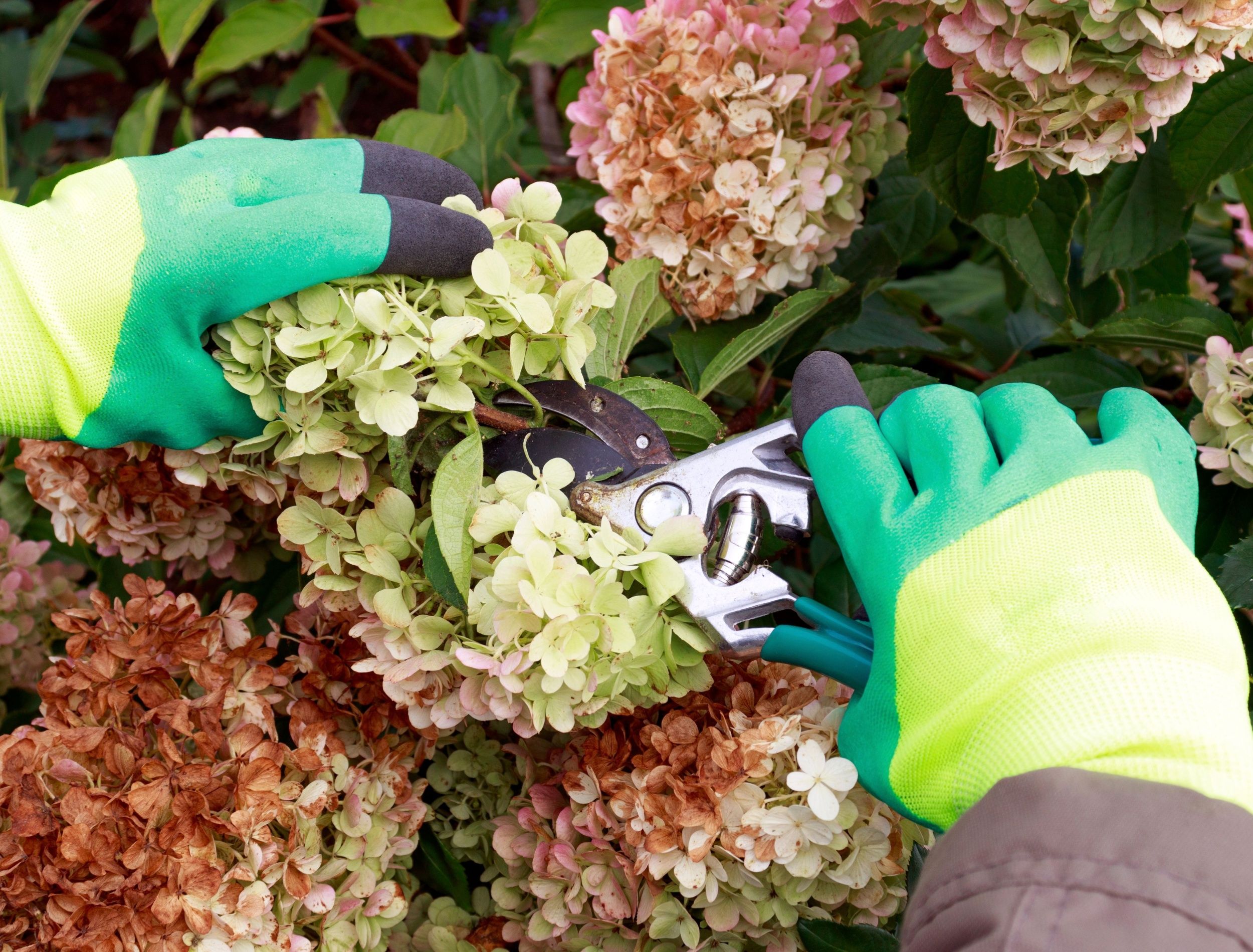 The Benefits and Best Practices for Thinning Ground Covers