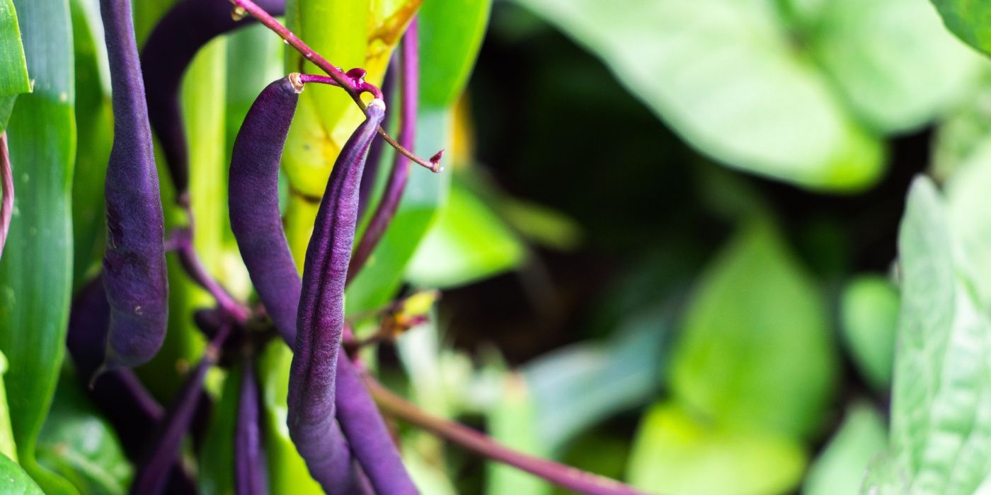 The Rise of Purple Vegetables for Health and Beauty