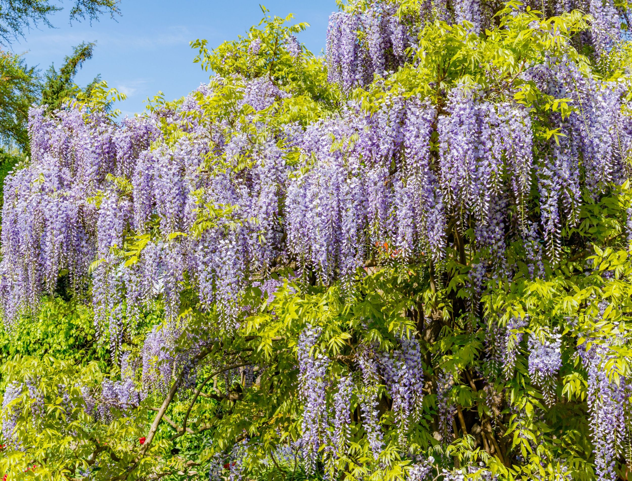 5 of the Most Beautiful Variegated Houseplants