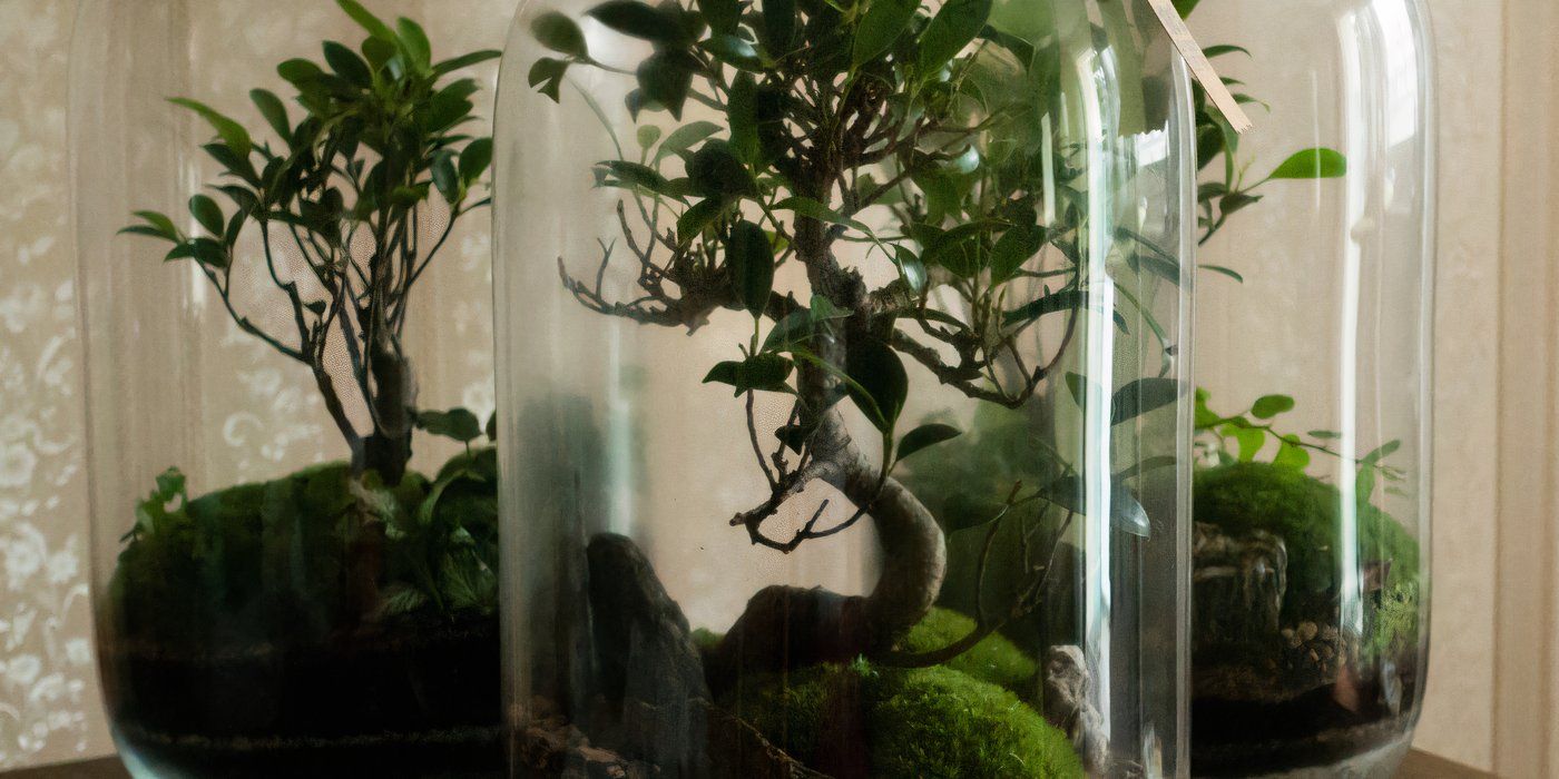 Create a DIY Terrarium With Inspiration From 5 Glass Terrariums
