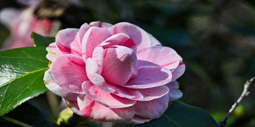 Transform Your Garden with the Rarest Flower on Earth