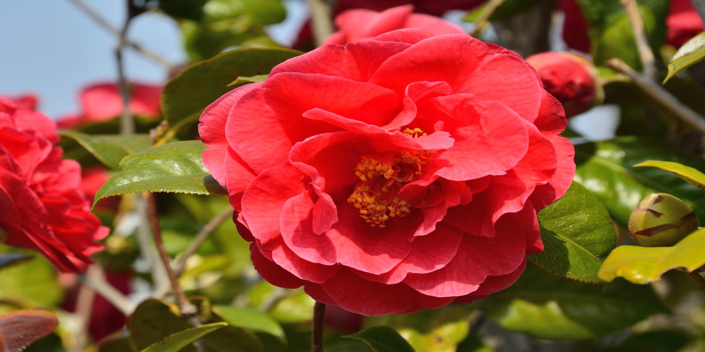 Transform Your Garden with the Rarest Flower on Earth