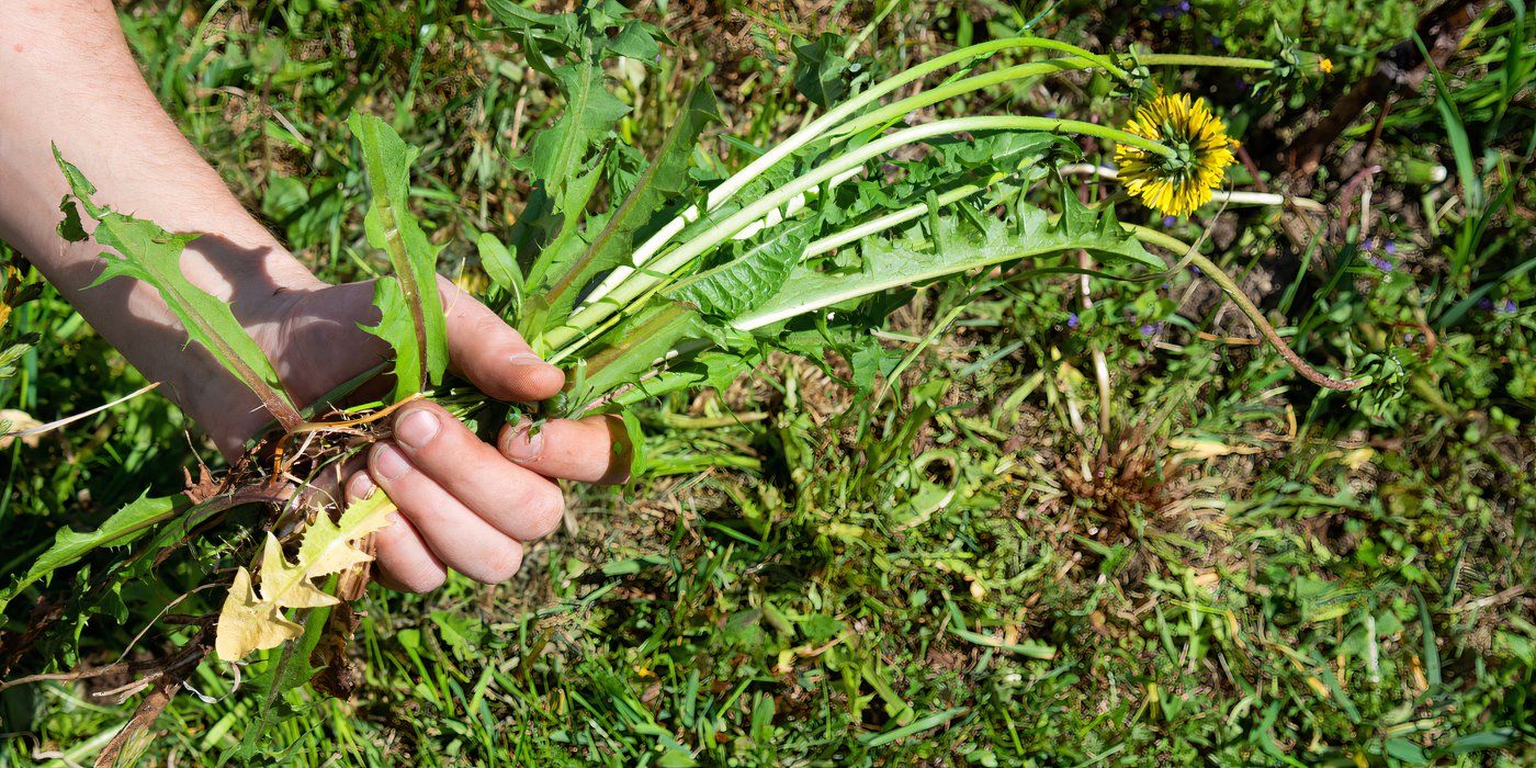 A Guide to Edible Wild Plants and Their Culinary Delights