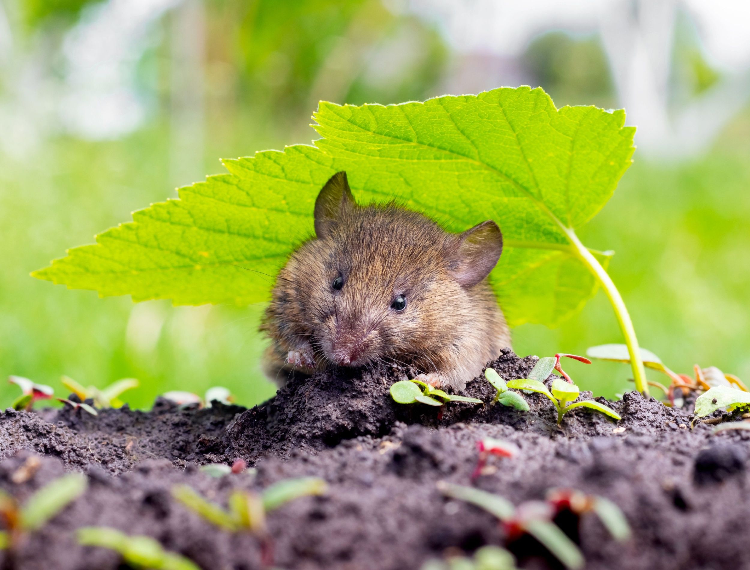 When Should You Repot Your Christmas Cactus