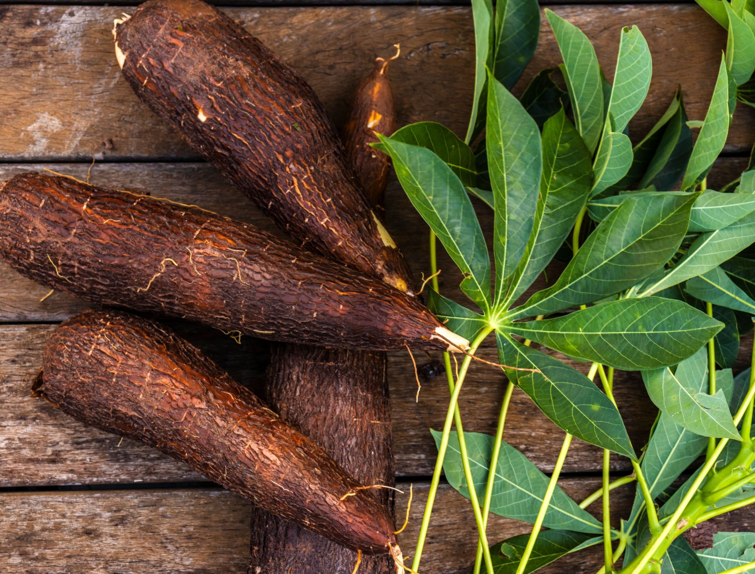 How to Harvest Cucumbers
