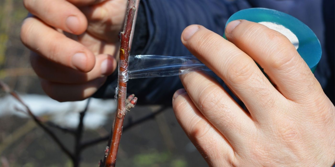 Become a Grafting Expert: How to Do It Like a Pro