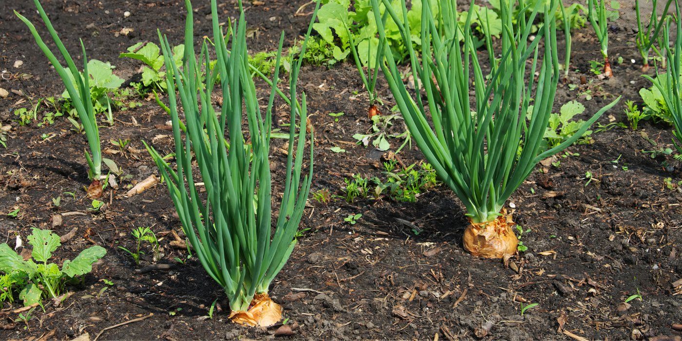 Fall Planting: 5 Spring Plants To Add To Your Fall Garden Now