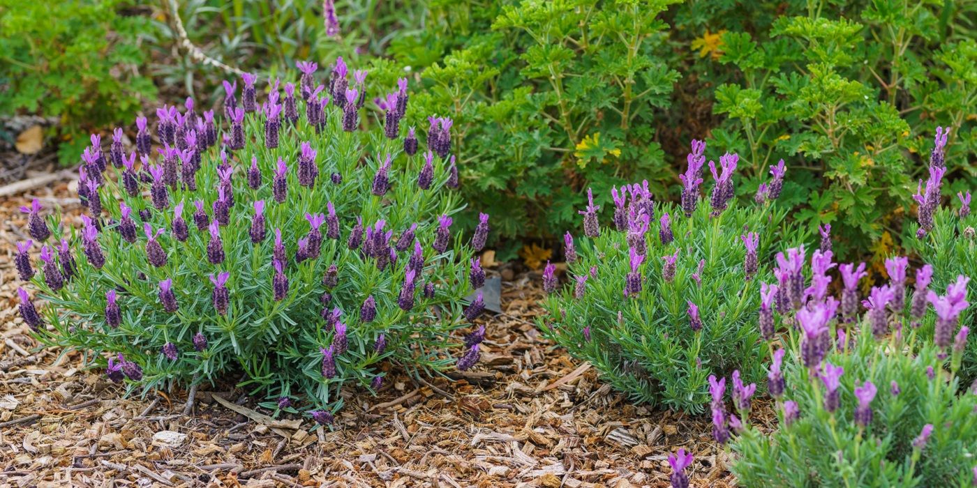 Top Landscaping Plants That Attract Pests
