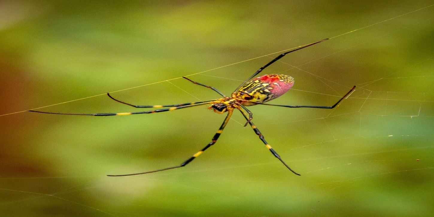 How to Deal with the Invasion of Joro Spiders