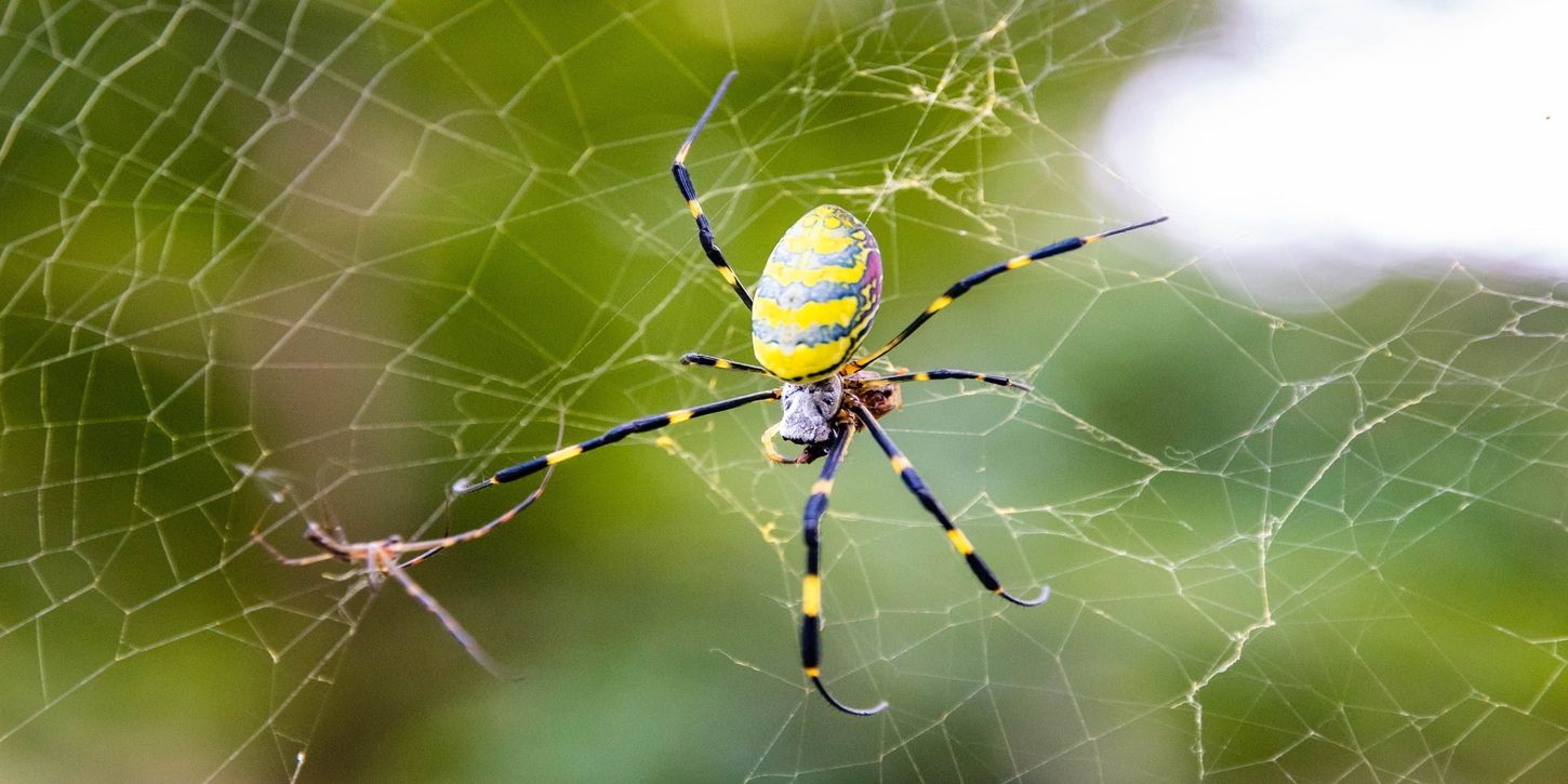 How to Deal with the Invasion of Joro Spiders How to Deal with the Invasion of Joro Spiders