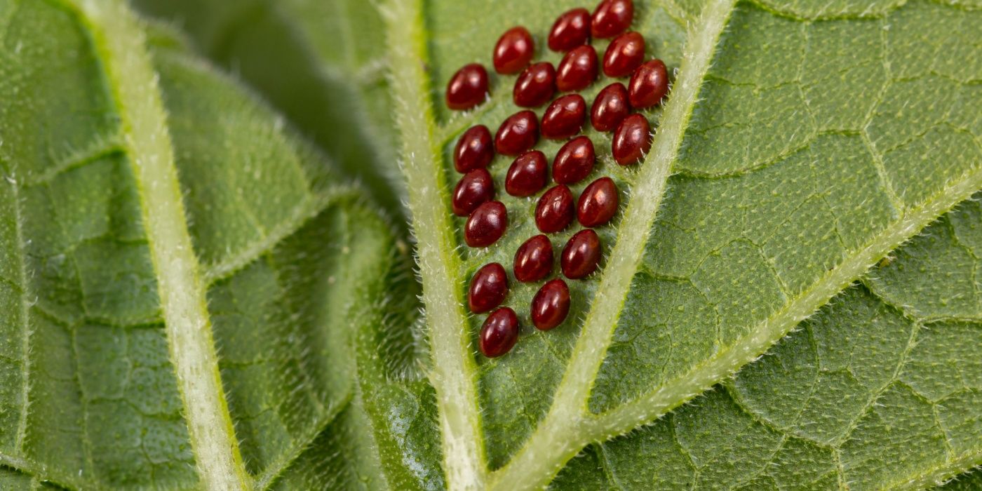 Effective Strategies To Protect Fall Gourds From Garden Pests