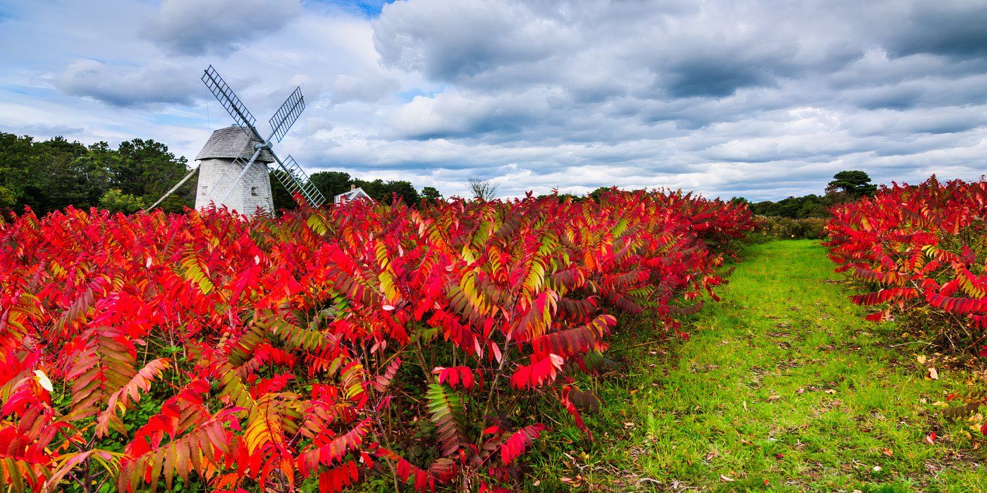 5 Low Maintenance Bushes To Add a Splash of Fall Color to Your Yard