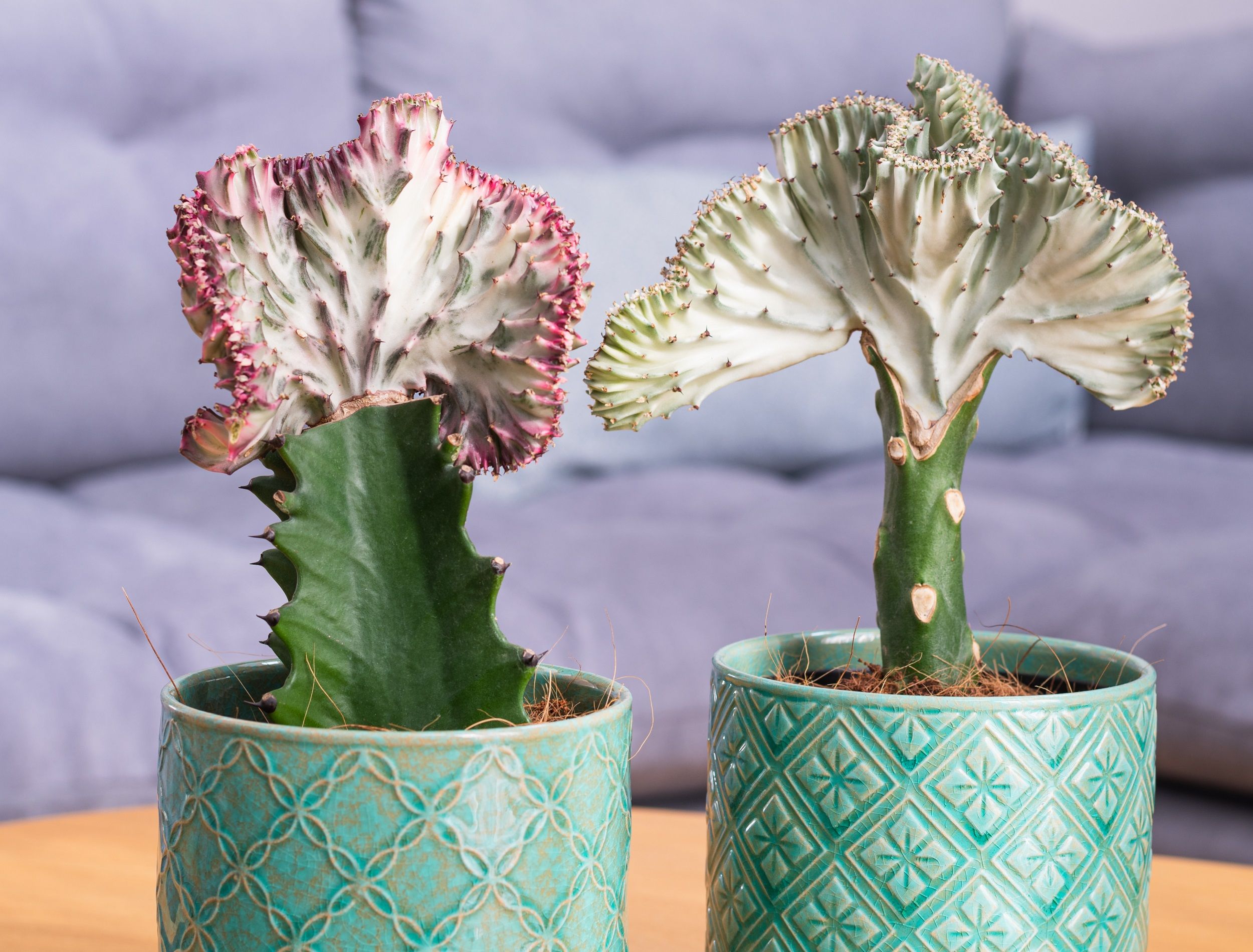 How to Grow Winter Vegetables