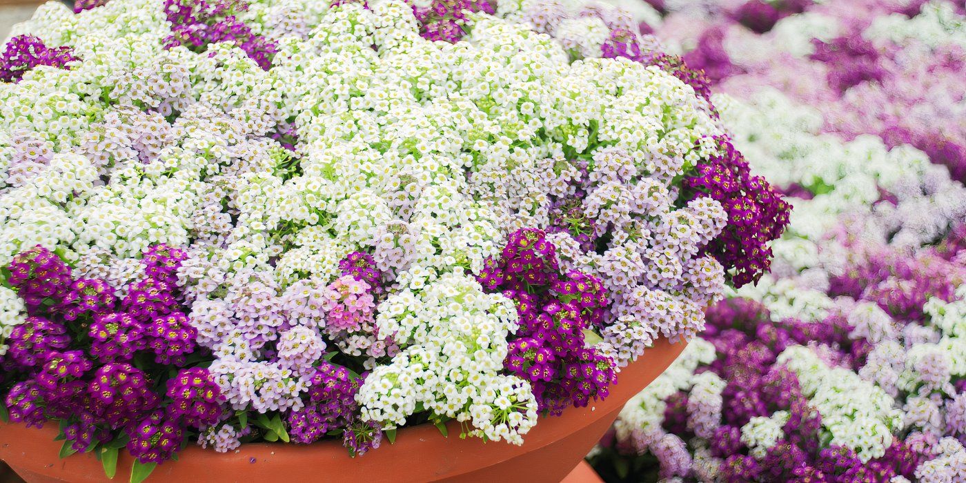 Make a Small Bouquet of Flowers with 6 Indoor and Outdoor Mini Flowers