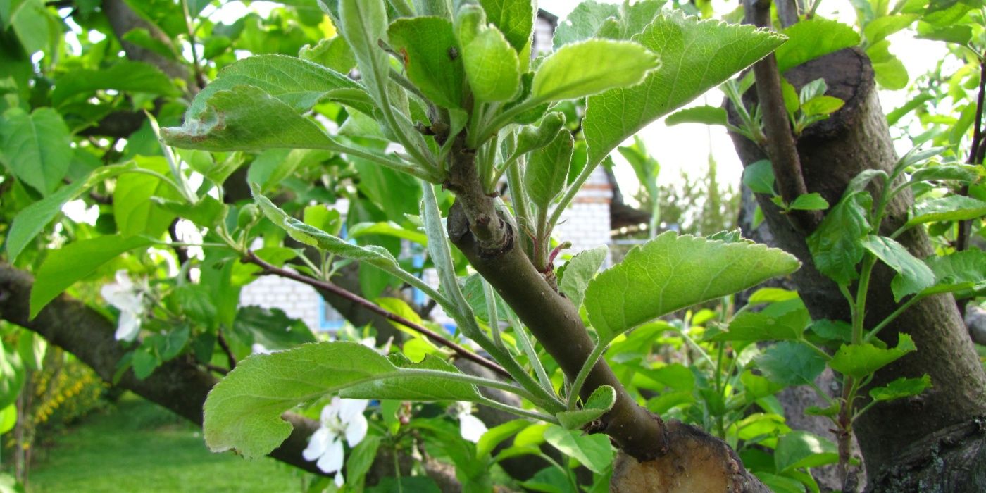 Become a Grafting Expert: How to Do It Like a Pro