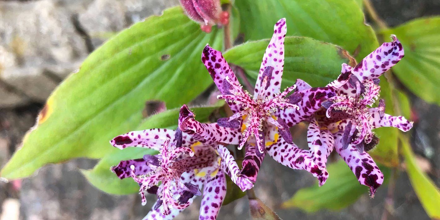 6 Stunning Fall Flowers That Add Cheer to Your Garden