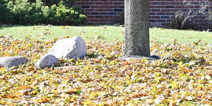 Learn How To Rake Leaves Without Straining Your Back