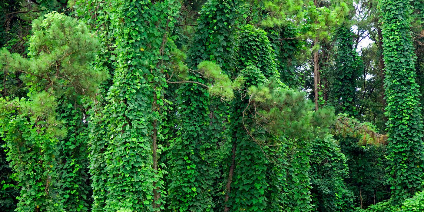 Invasive Plants Taking Over? Discover How to Reclaim Your Yard