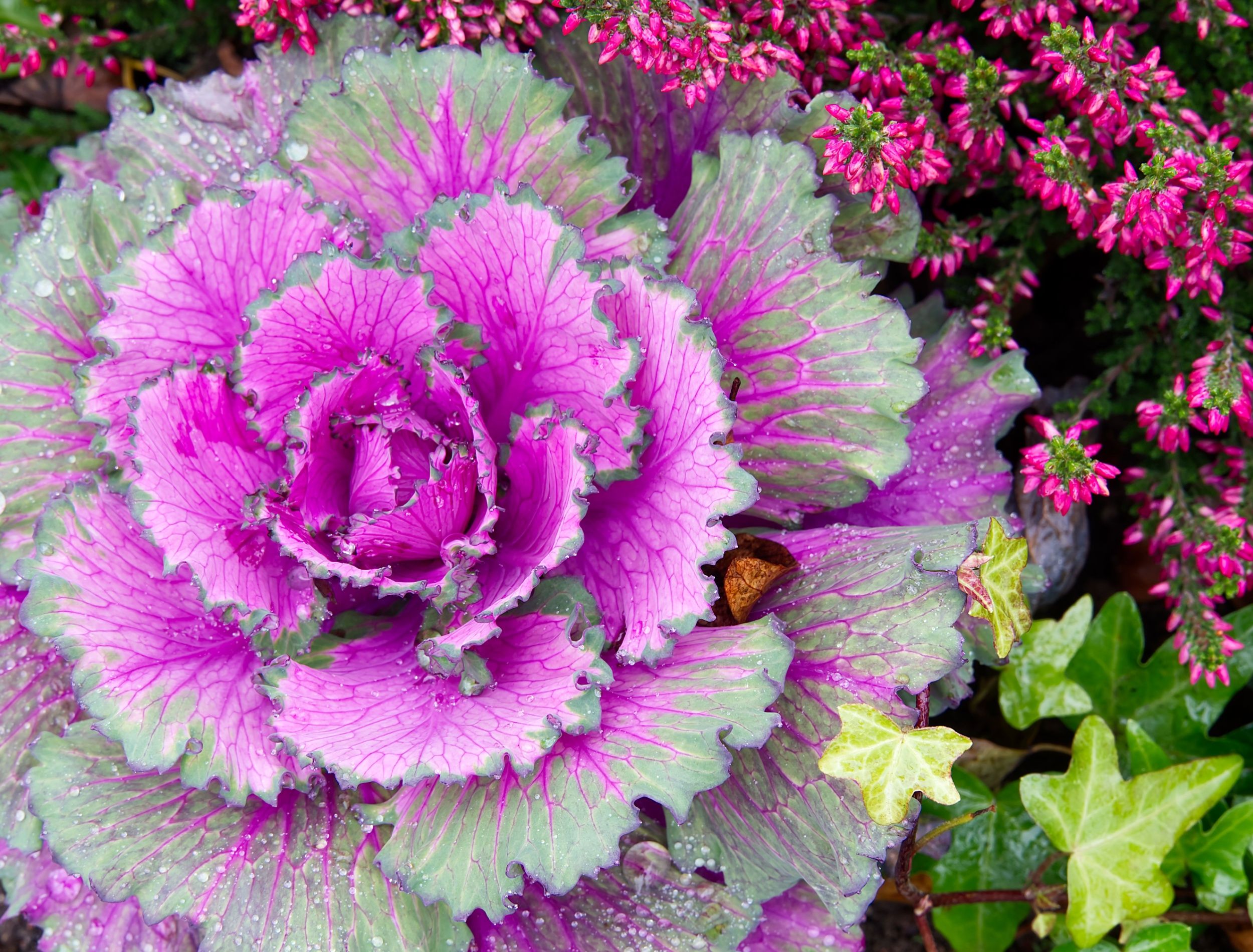 Design a Stunning Fall Garden with 7 Ornamental Plants