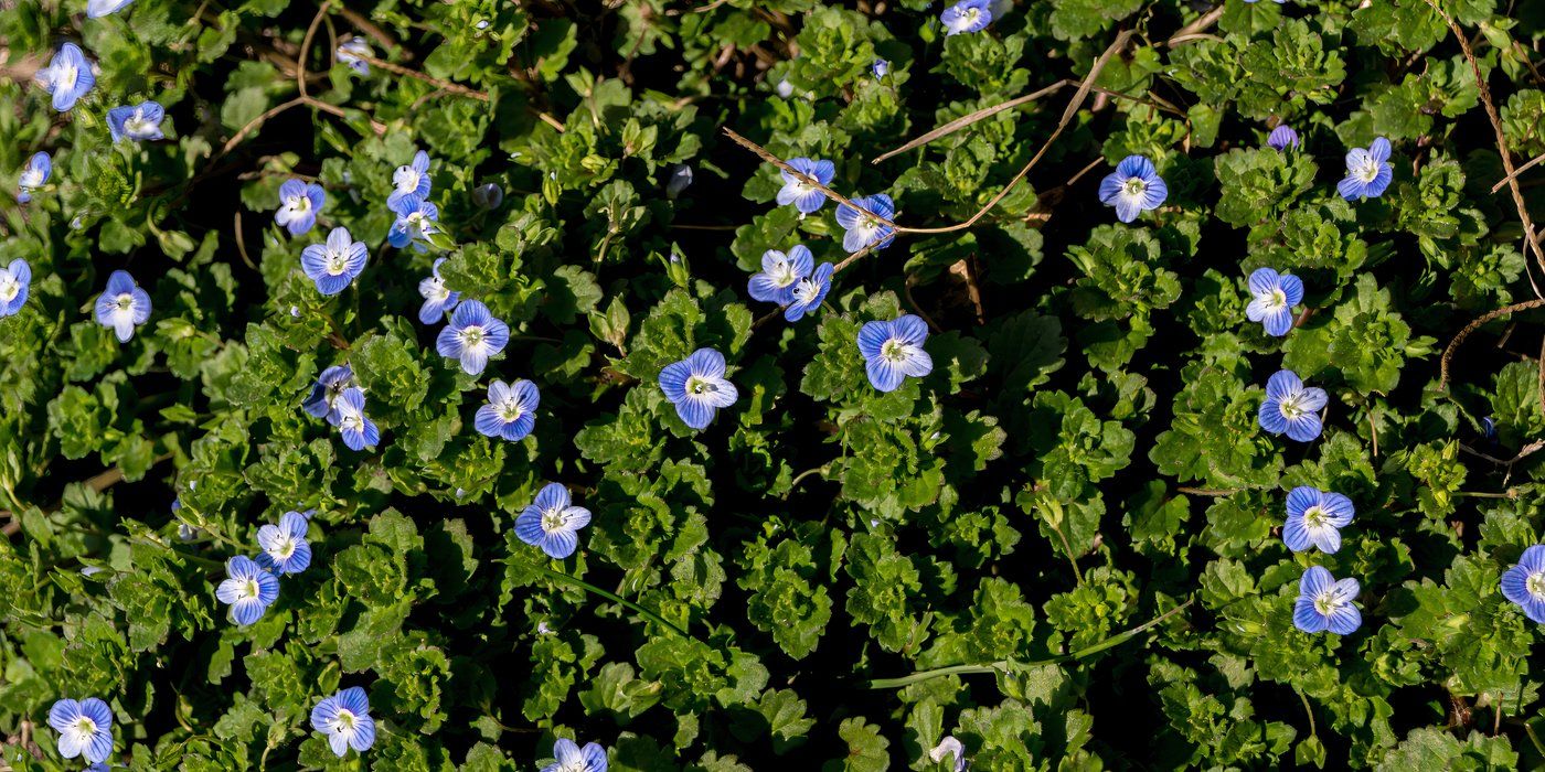 Keep Your Cool Season Grasses Healthy by Avoiding 5 Lawn Weeds