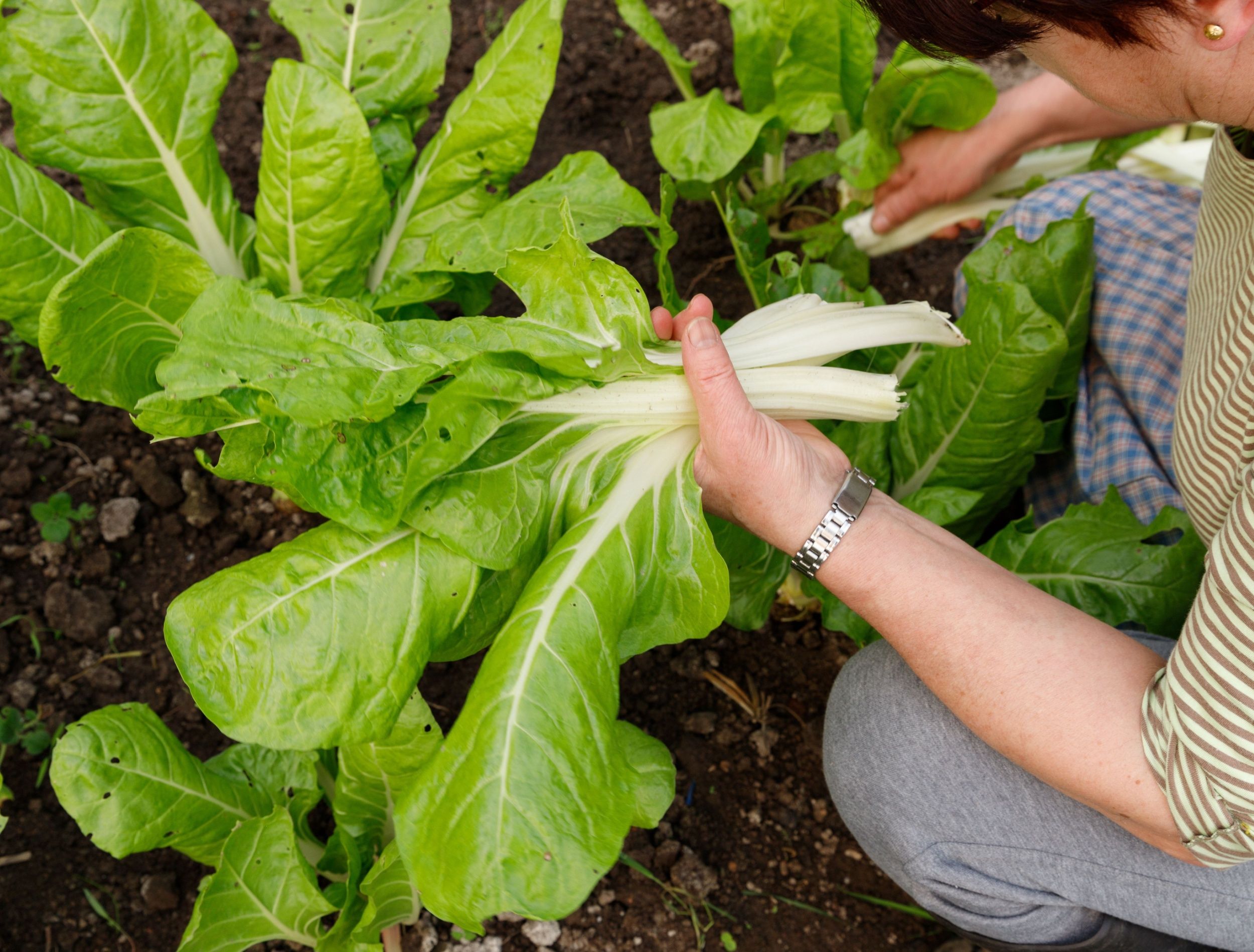 Leafy Greens: 5 Fall Greens To Add To Your Dishes to Enhance the Flavors