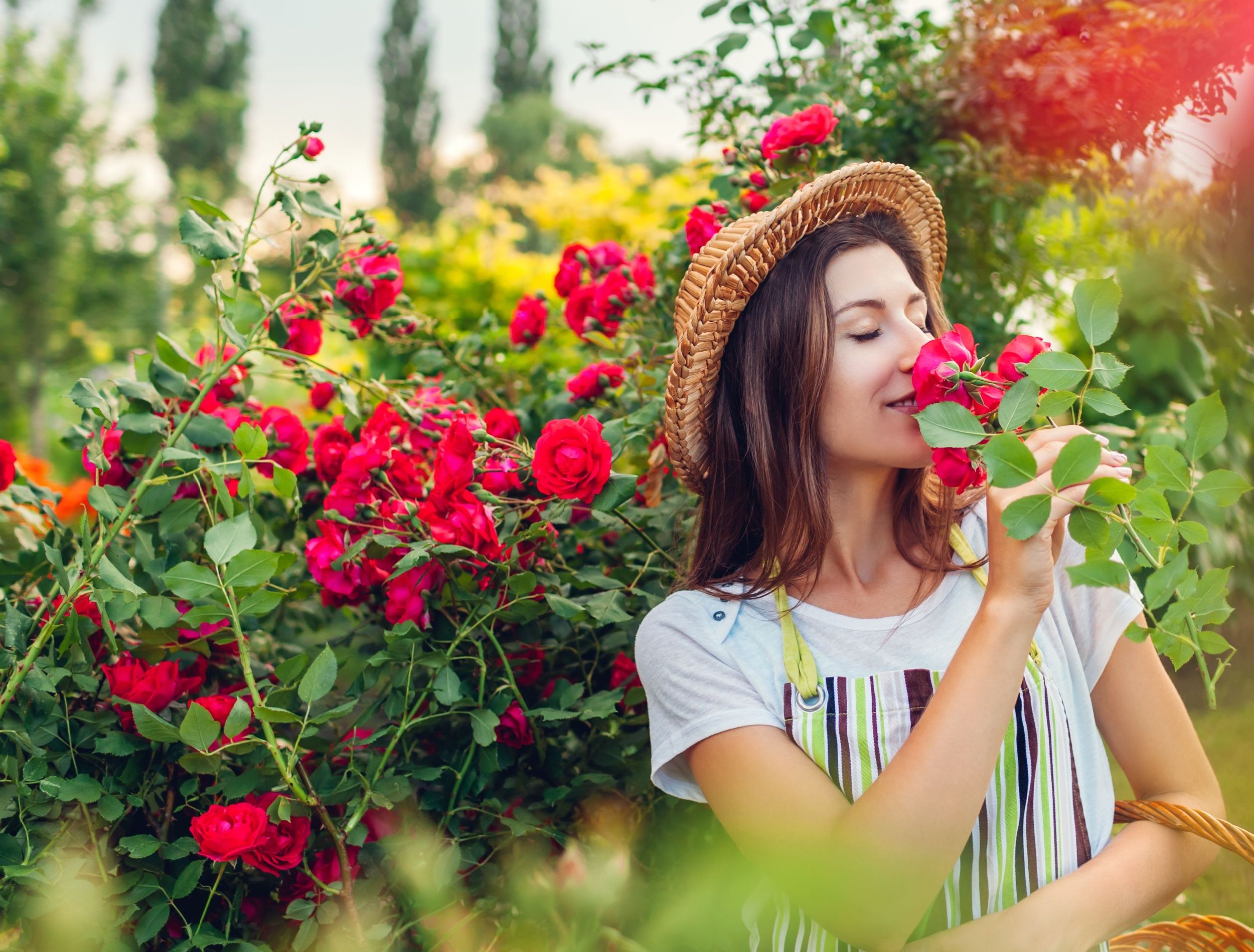 Is Cherry Good Firewood? A Guide to Burning Cherrywood