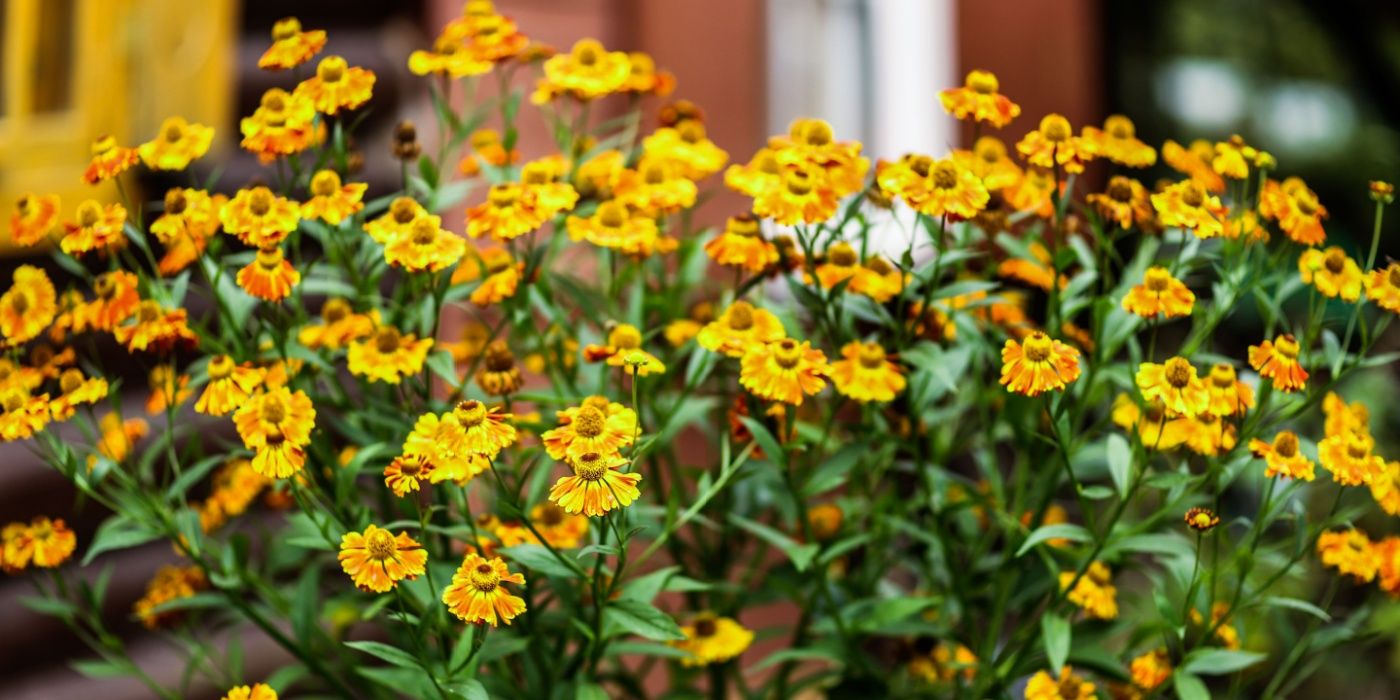Autumn Porch Perfection: 5 Plants for a Beautiful Fall Container Garden