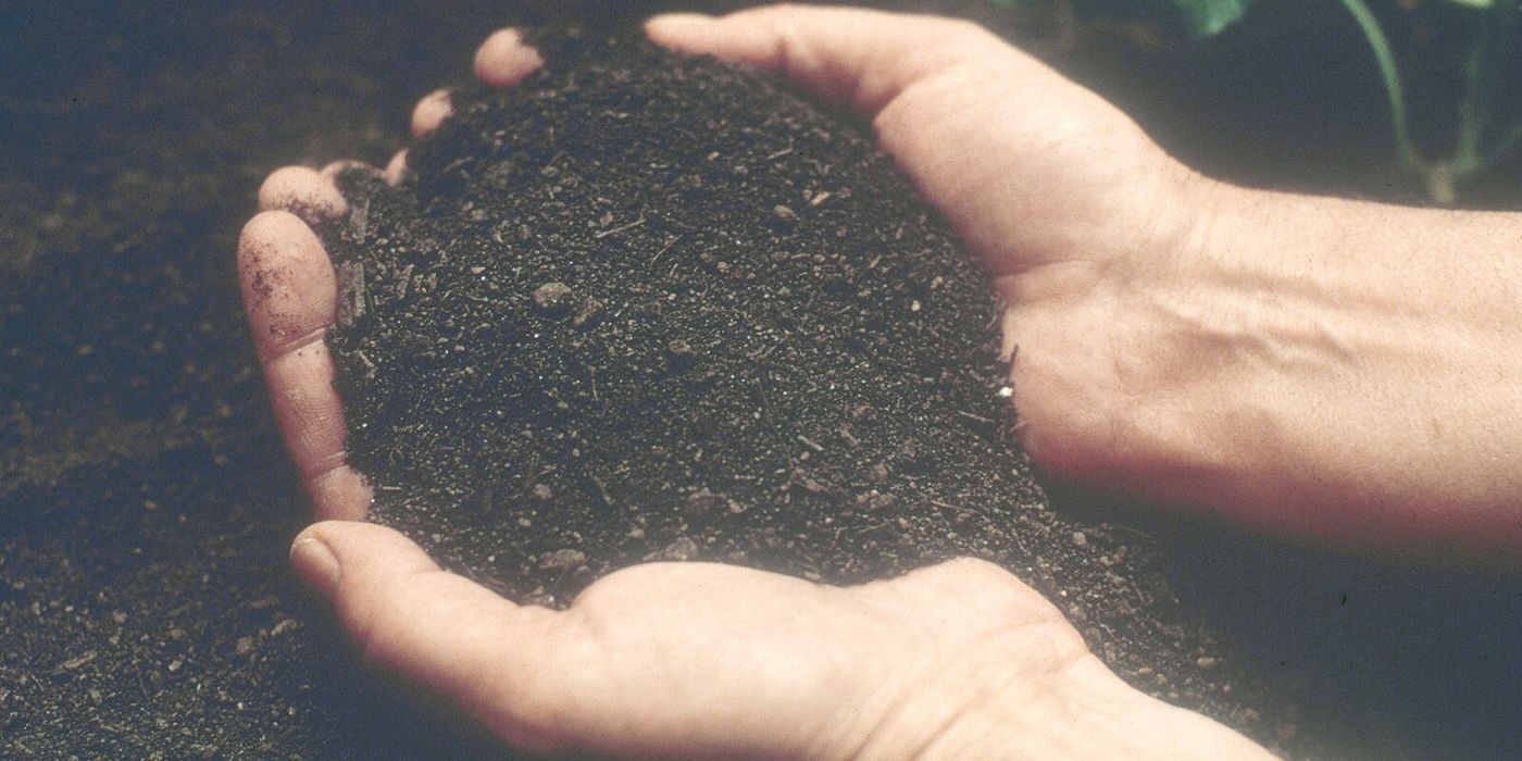 Growing Green: How Recycled Glass Could Replace Fertilizer in Your Garden