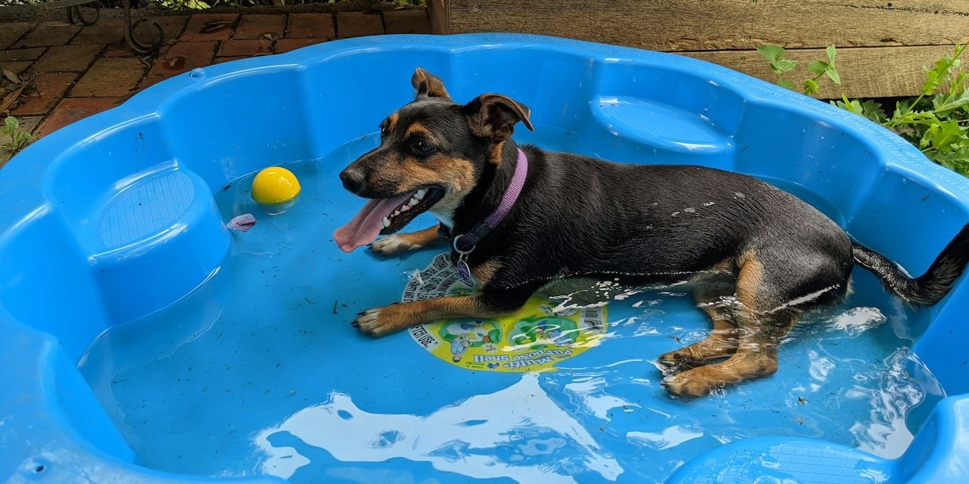 Pet-Friendly Landscaping: 6 Creative Yard Ideas for Your Dog