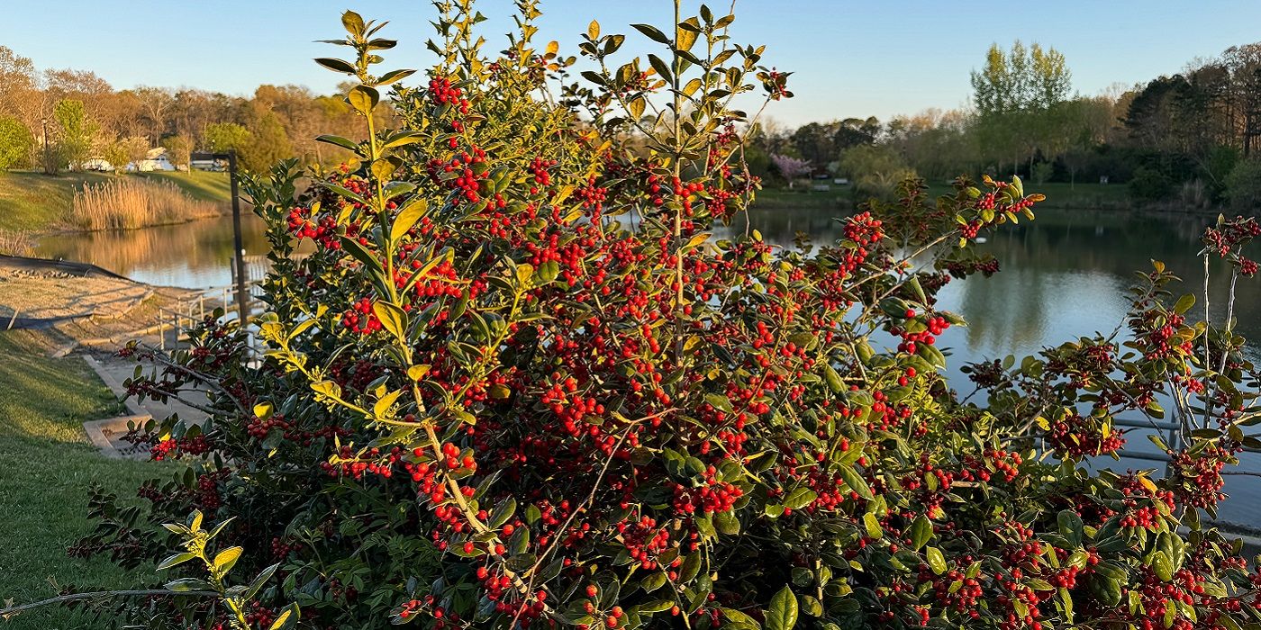 Transform Your Landscape with Holly