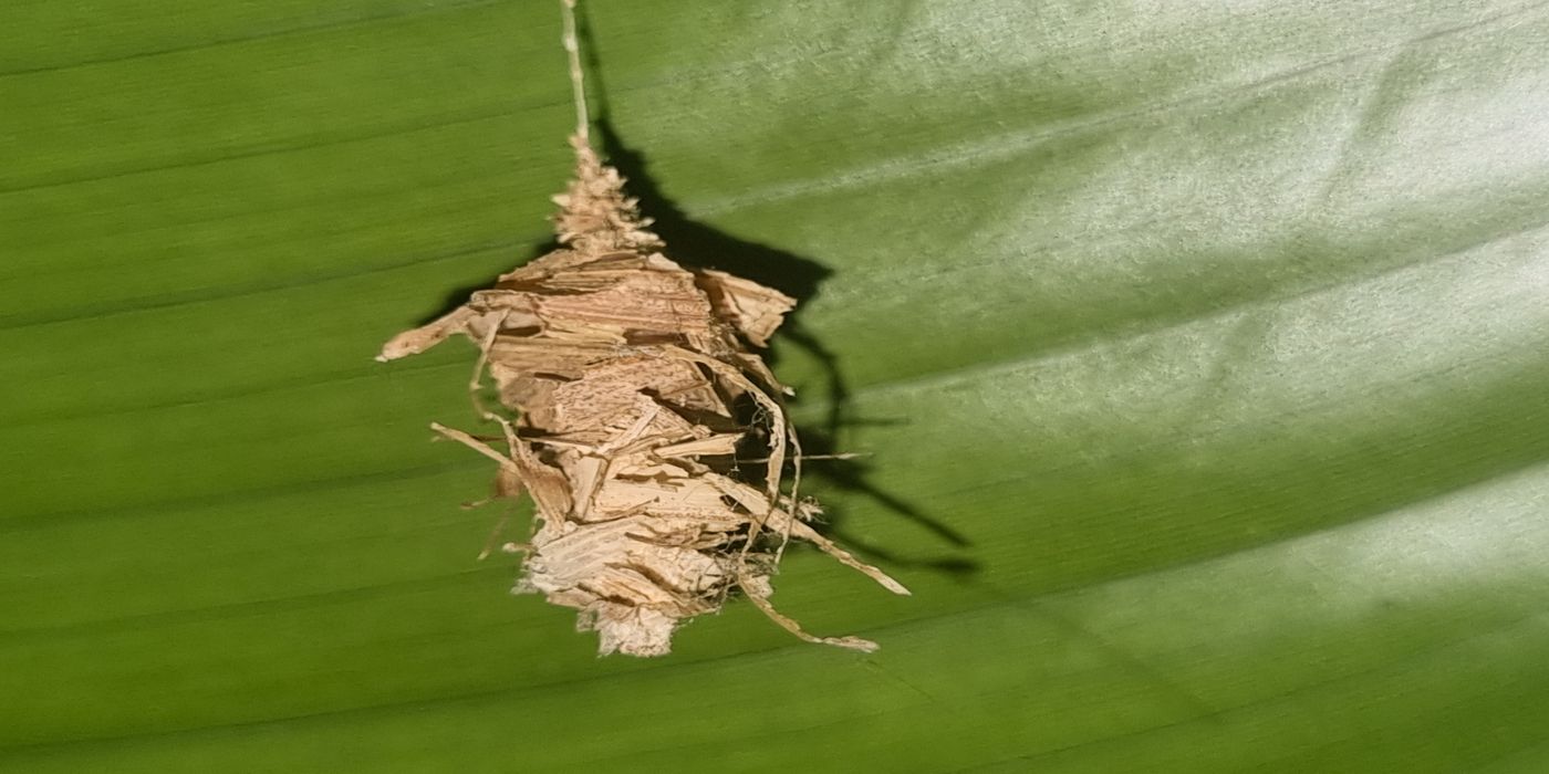 How to Spot and Control Bagworms