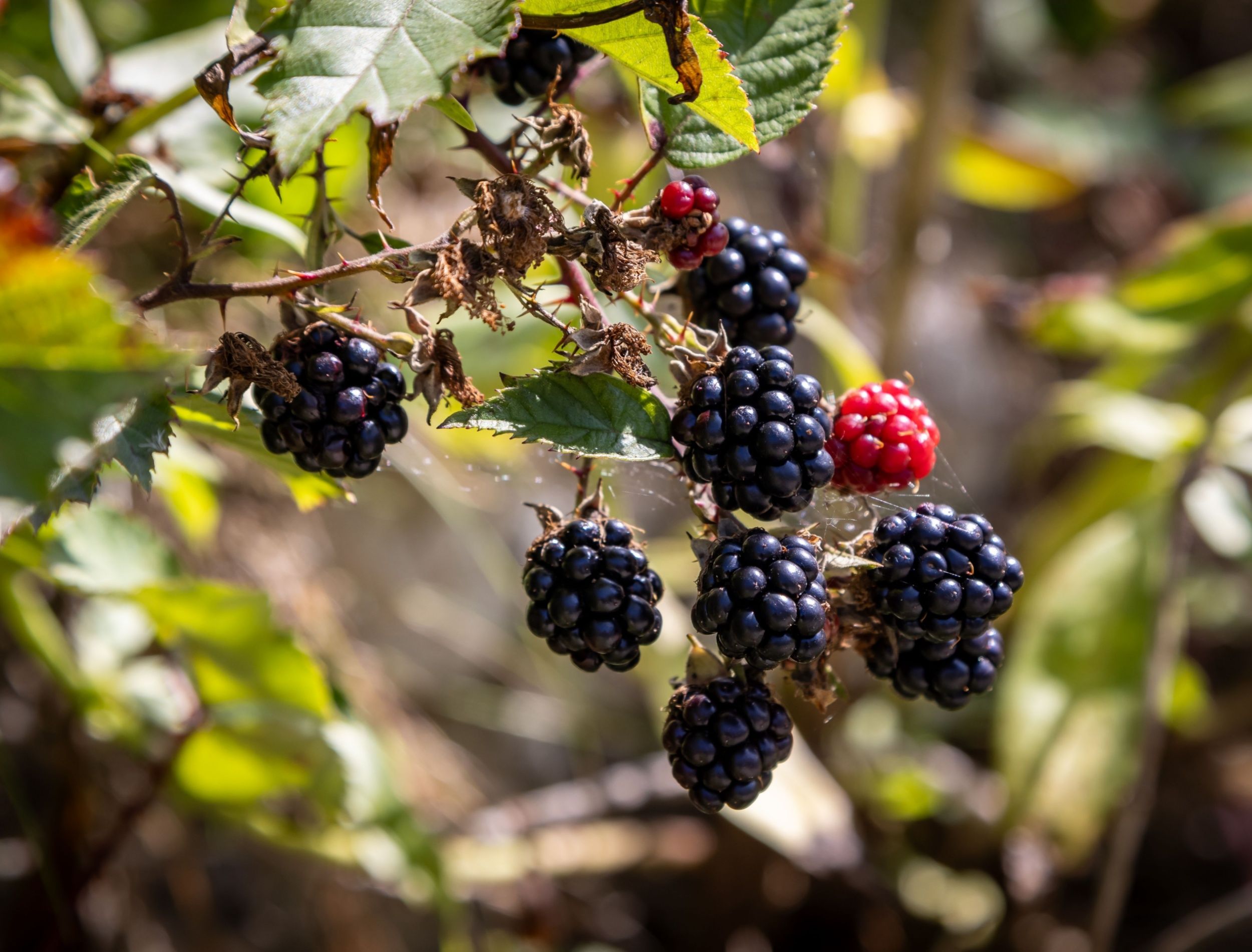 Growing Berry Bushes: 5 Plants To Create an Edible Garden