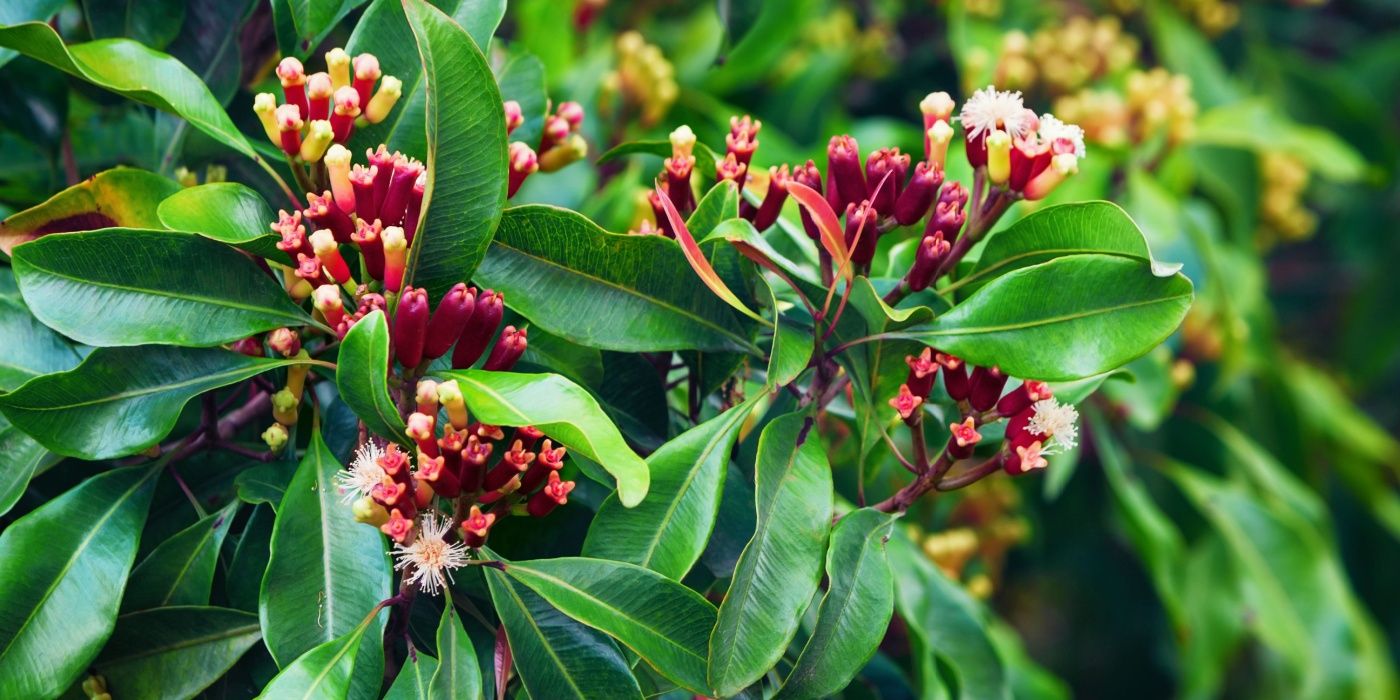 Cloves: History, Uses, and Health Benefits of This Powerful Spice