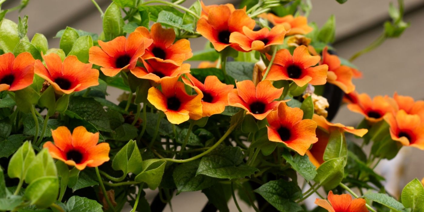 Best Spooky Vines to Haunt Your Garden This Halloween