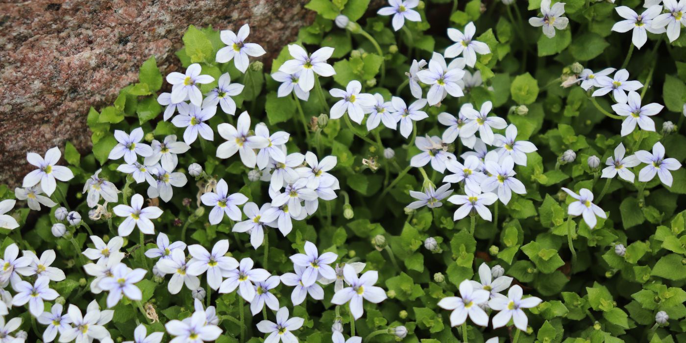 6 Practical and Low-Maintenance Fall Ground Covers