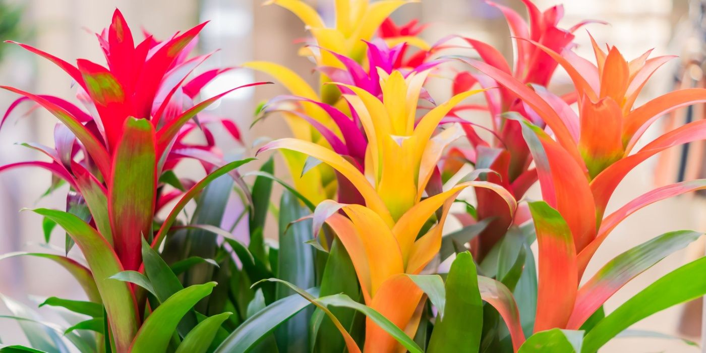 Add a Splash of Color with 5 Colorful Houseplants