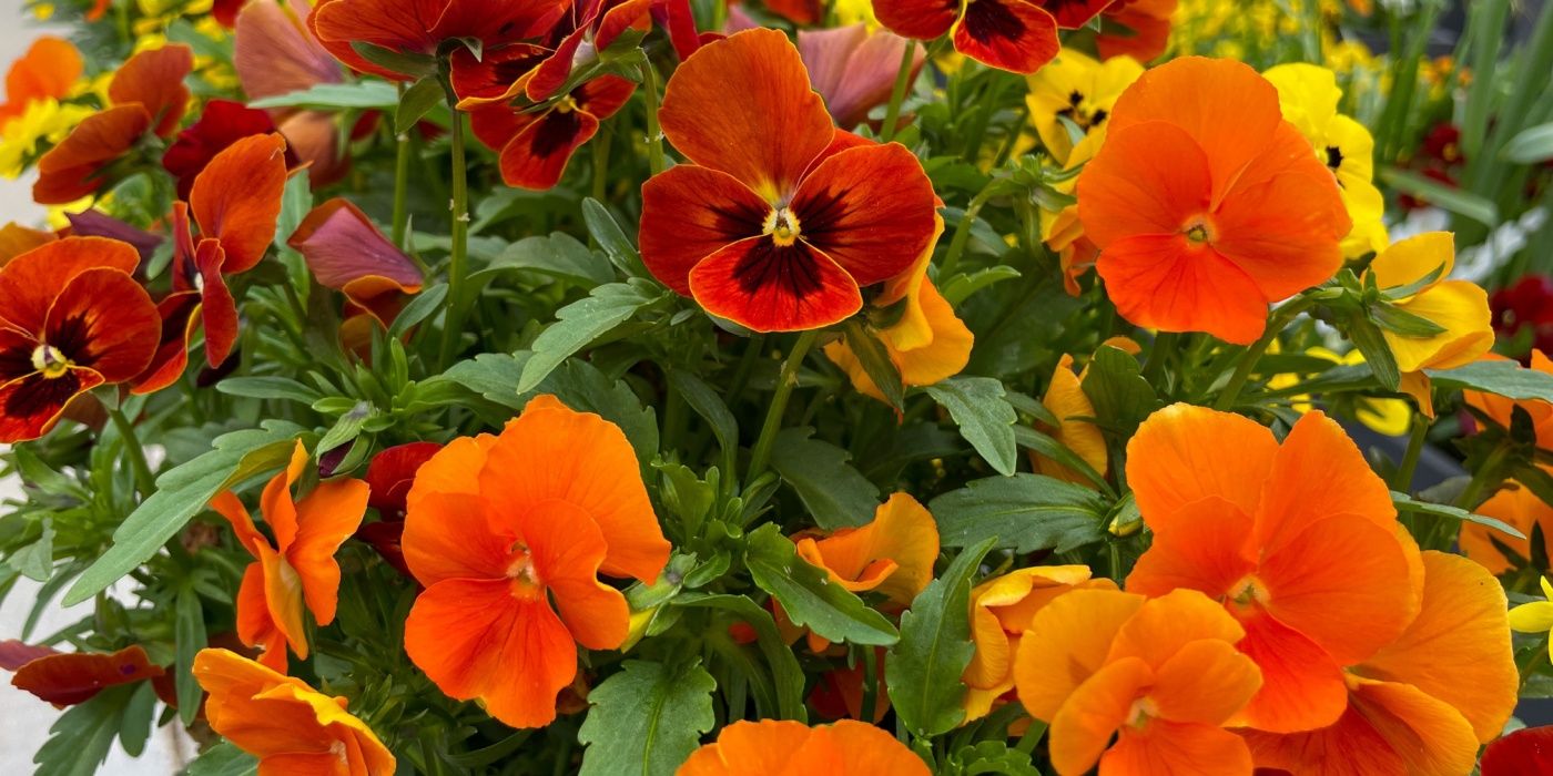 5 Fall Flowers to Grow in Containers
