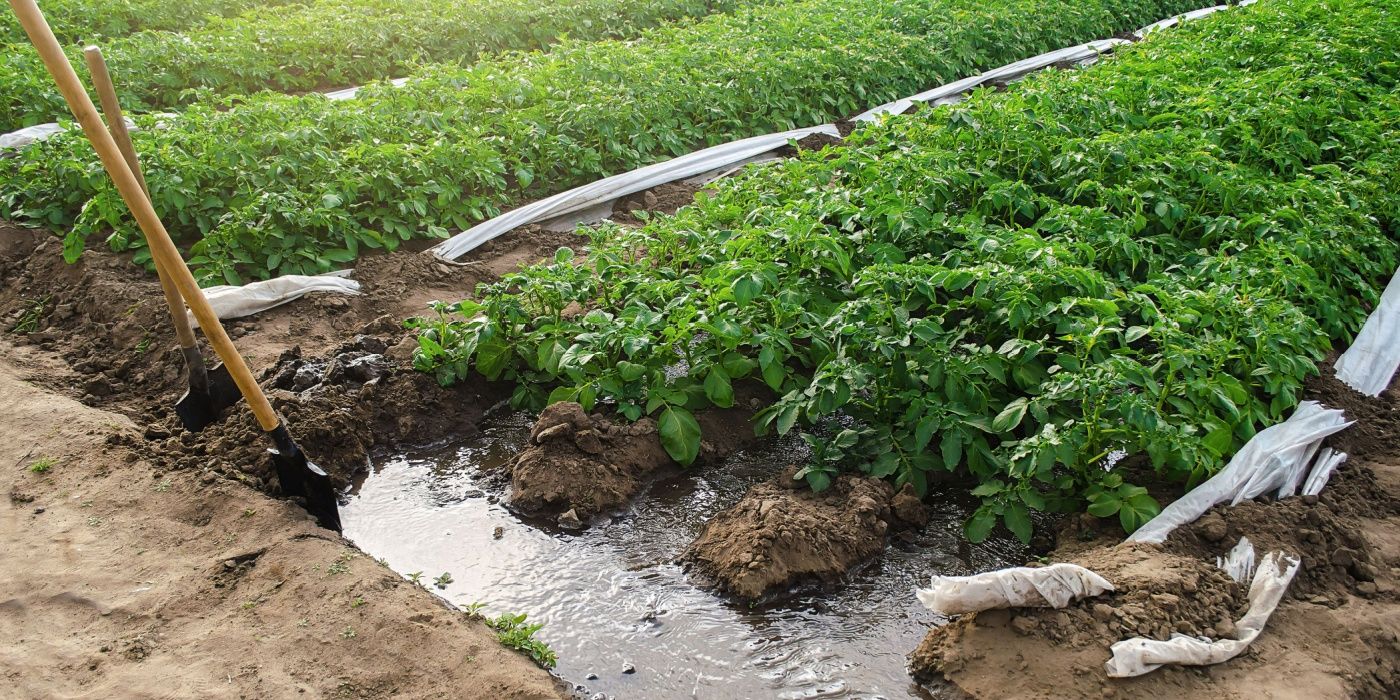 Sustainable Garden Irrigation: How to Create an Eco-Friendly Canal System