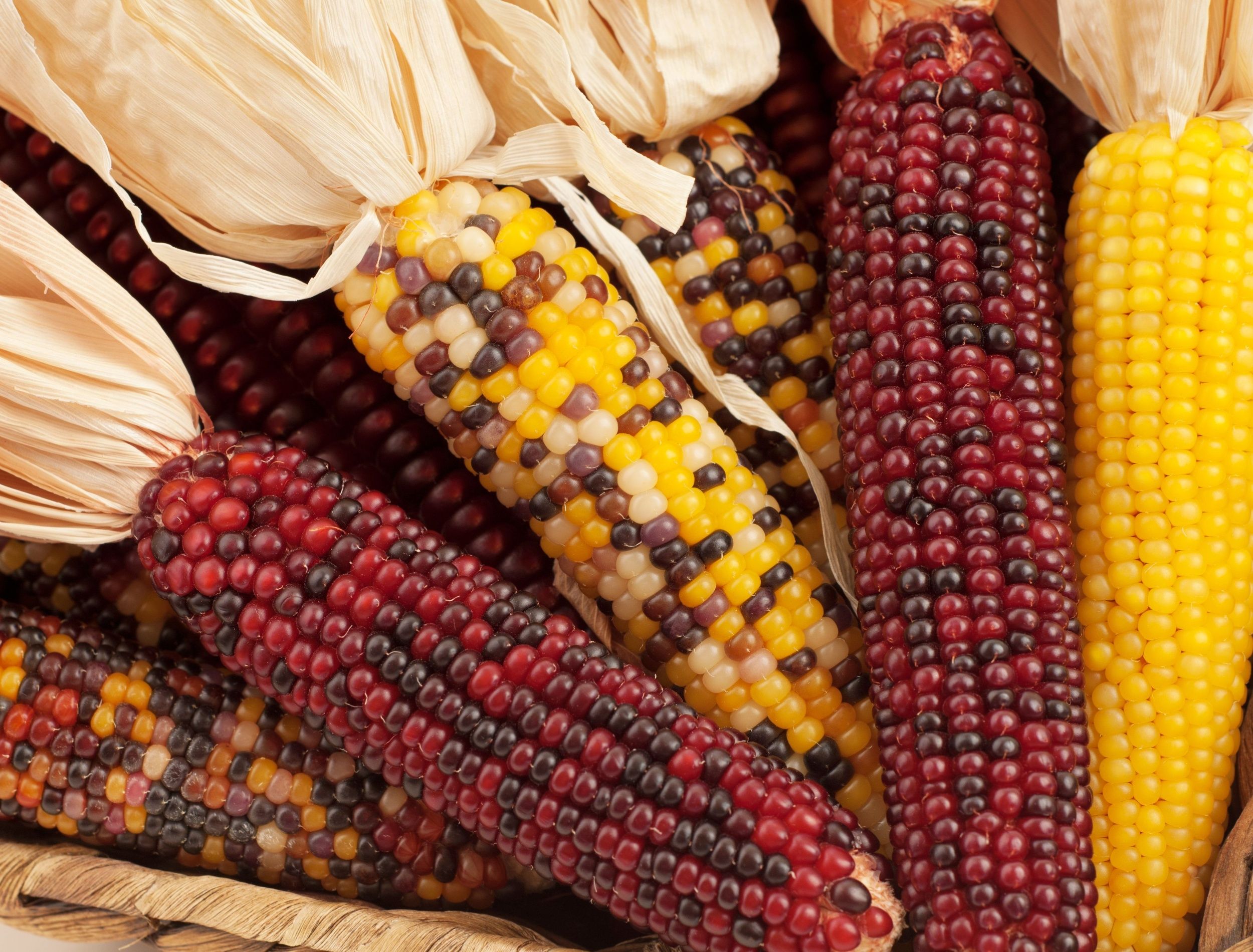 DIY Fall Crafts: Use Corn Ears For Indoor and Outdoor Decor