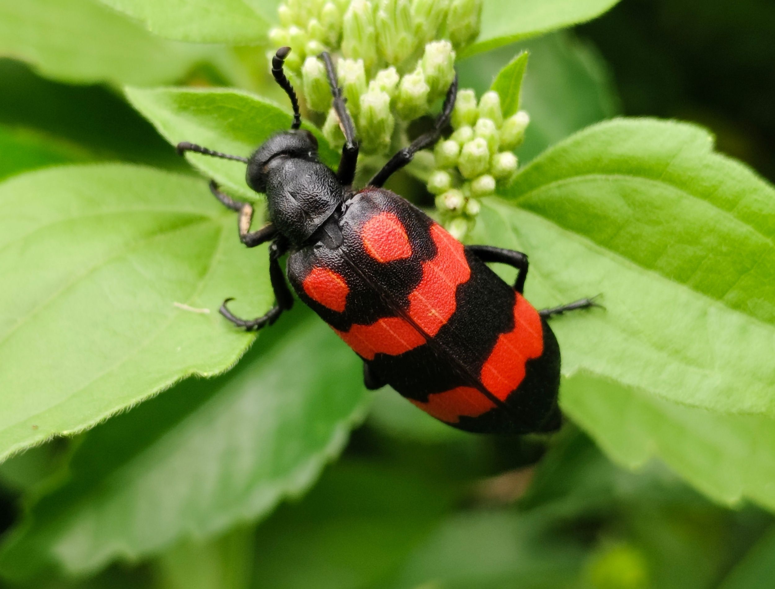 7 Garden Pests That Can Affect You as Well