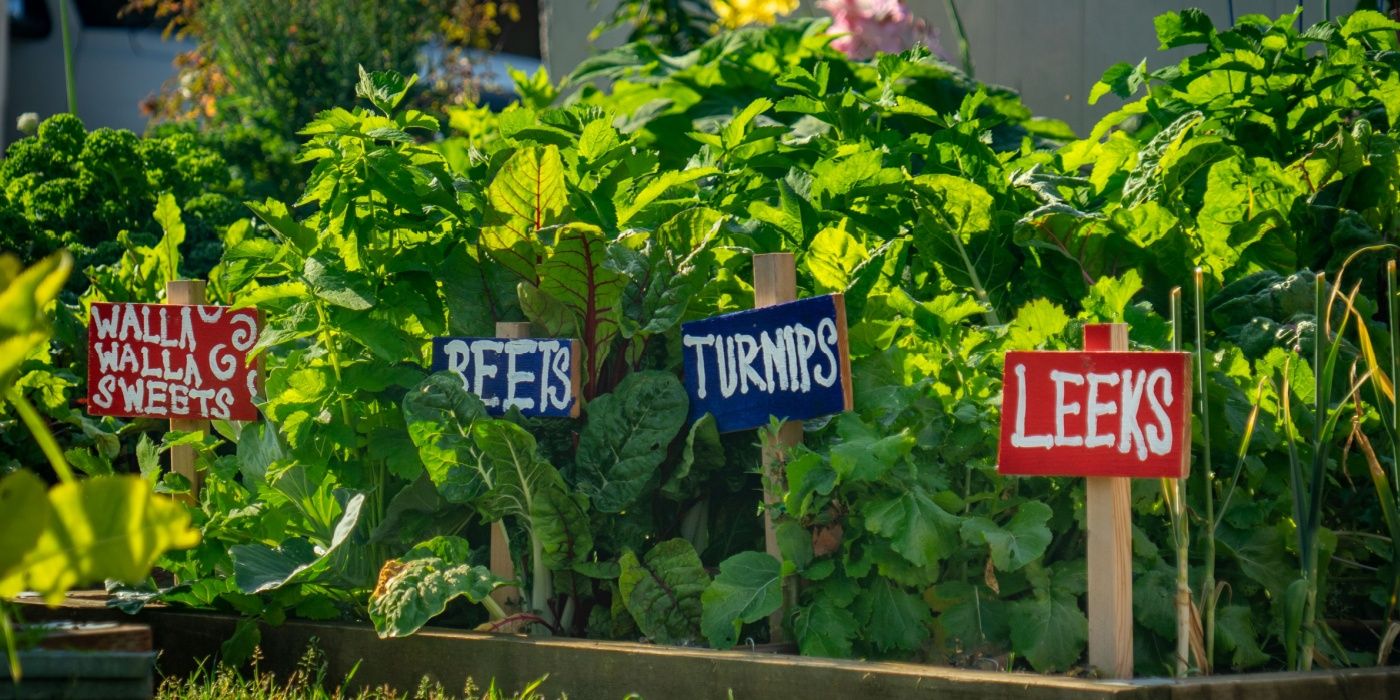 Your Ultimate Guide to DIY Plant Markers That Elevate Your Garden