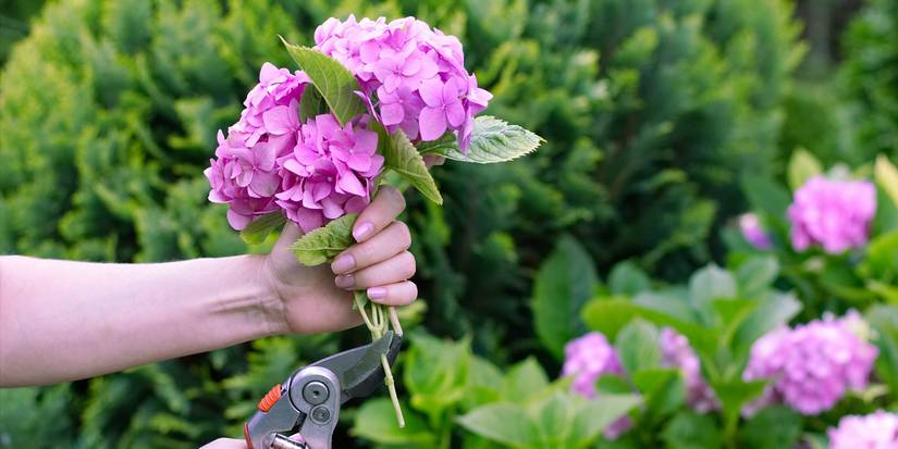 From Lavender to Iris: Cultivating the Amethyst Glow in Your Outdoor Space