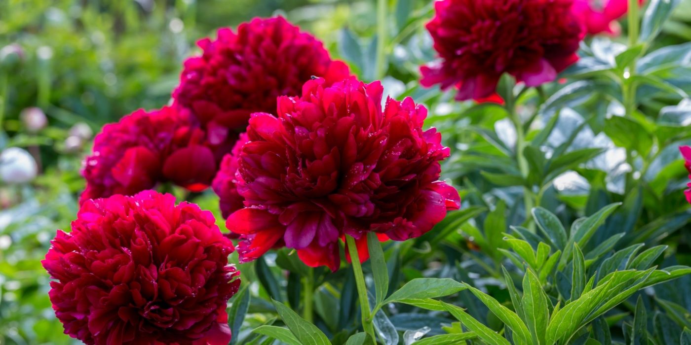 5 Fall Flowers to Grow in Containers
